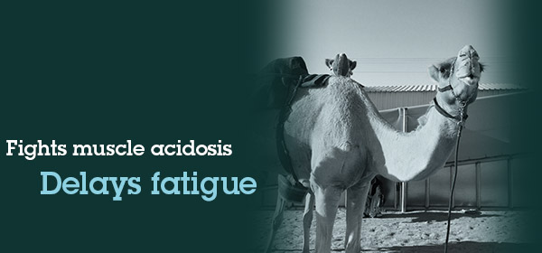 STORM® Camelus specialist nutritional support for racing camels,