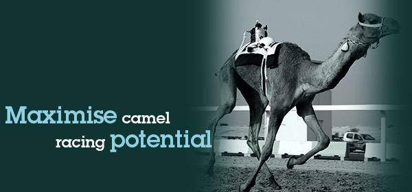 STORM® Camelus specialist nutritional support for racing camels,