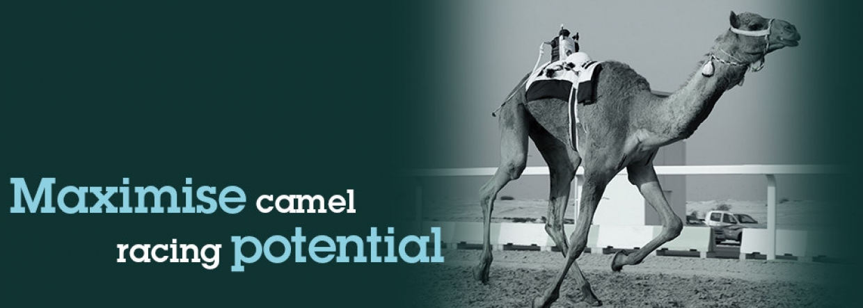 STORM® Camelus specialist nutritional support for racing camels,