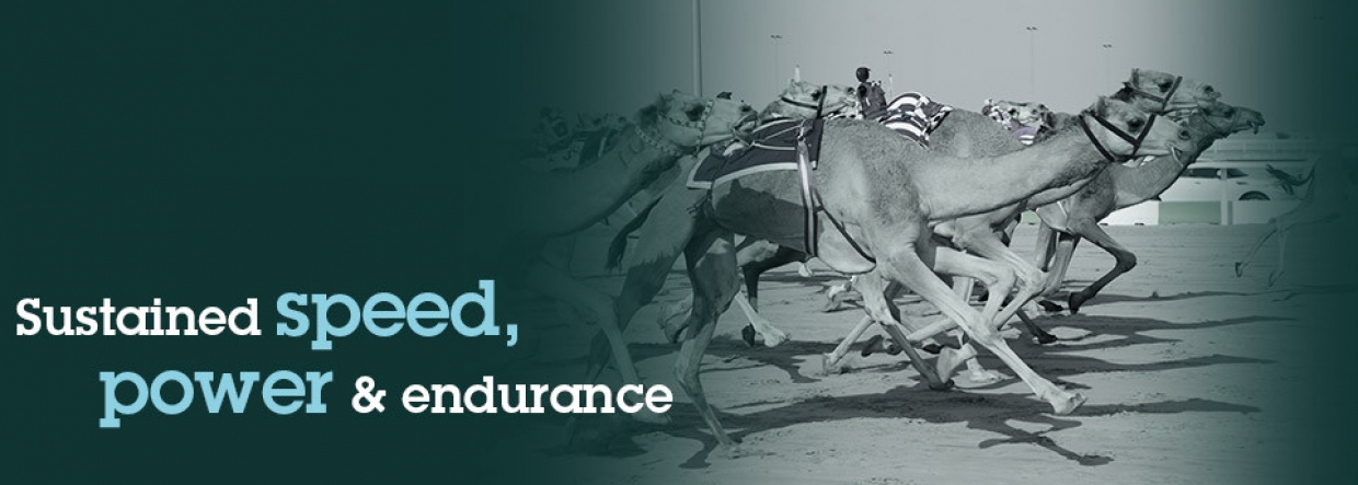 STORM® Camelus specialist nutritional support for racing camels,