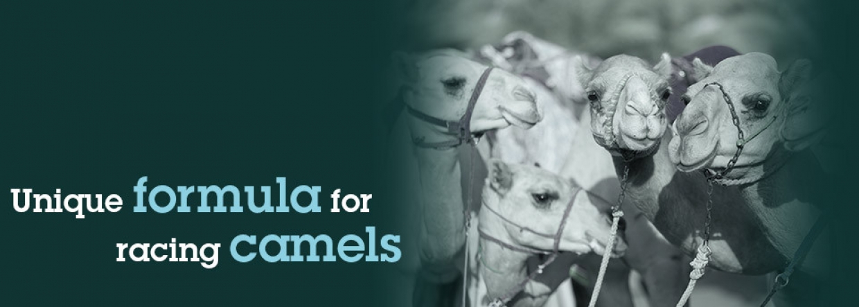 STORM® Camelus specialist nutritional support for racing camels,