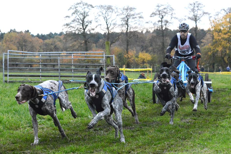 STORM Canis is now used internationally in Sled dog racing
